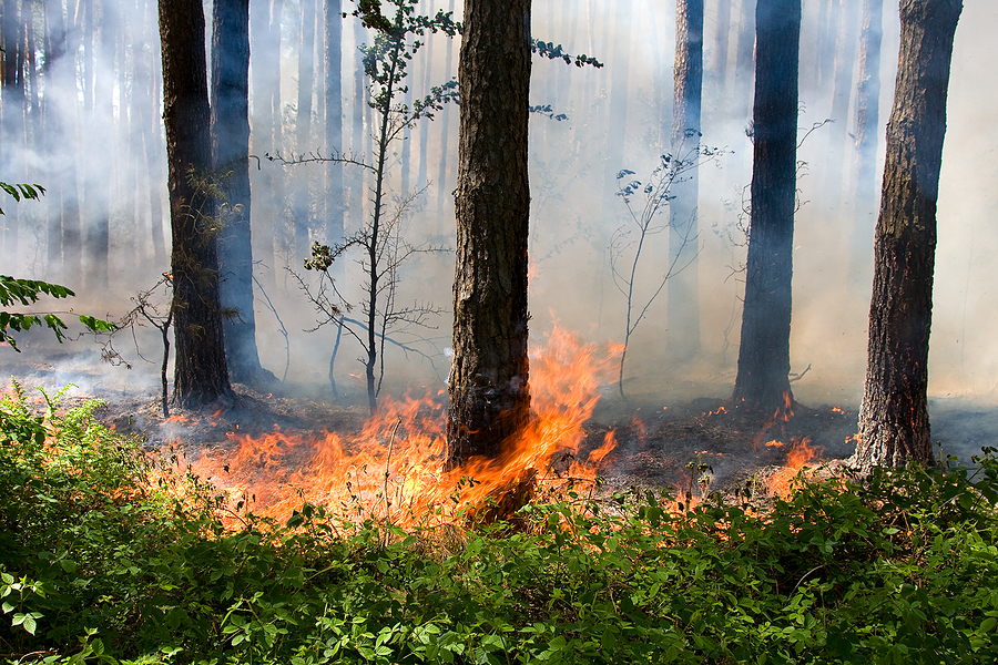 Wind-Driven Fire Spread to a Structure from Landscape Timbers ...